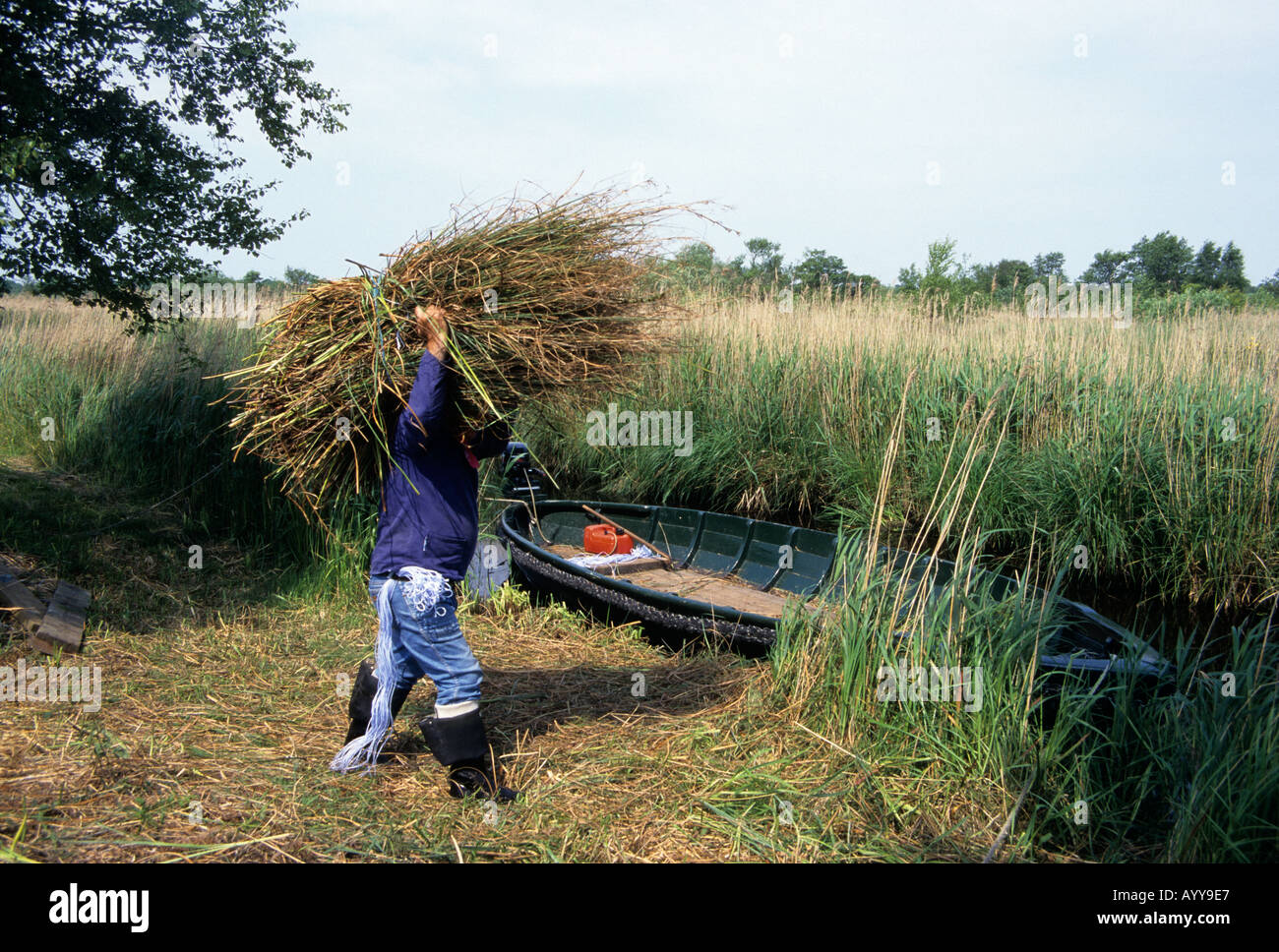 Sedge cutting hi-res stock photography and images - Alamy