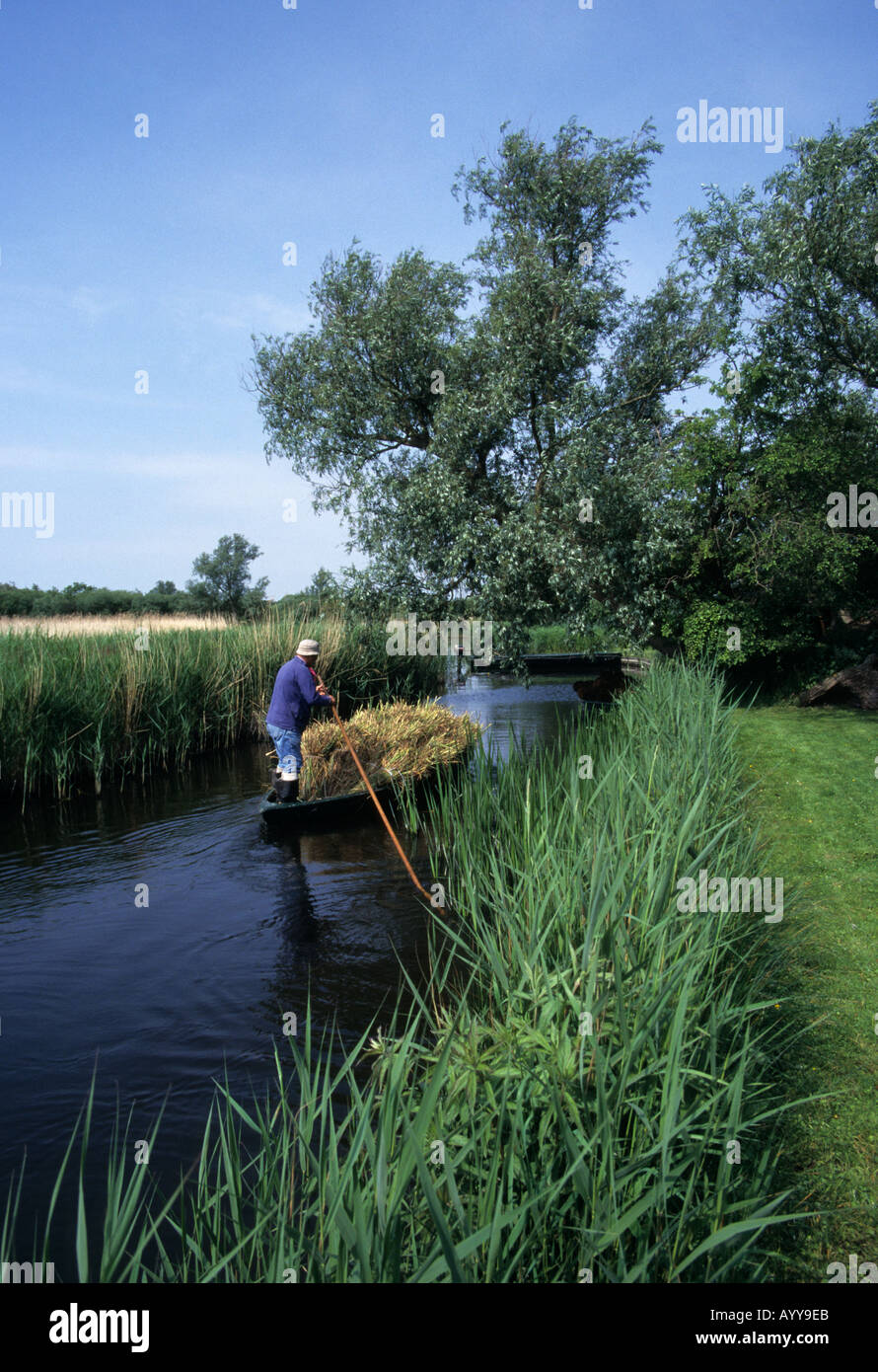 Sedge cutting norfolk hi-res stock photography and images - Alamy