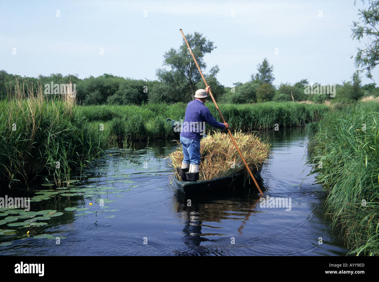 Reed and sedge cutter hi-res stock photography and images - Alamy