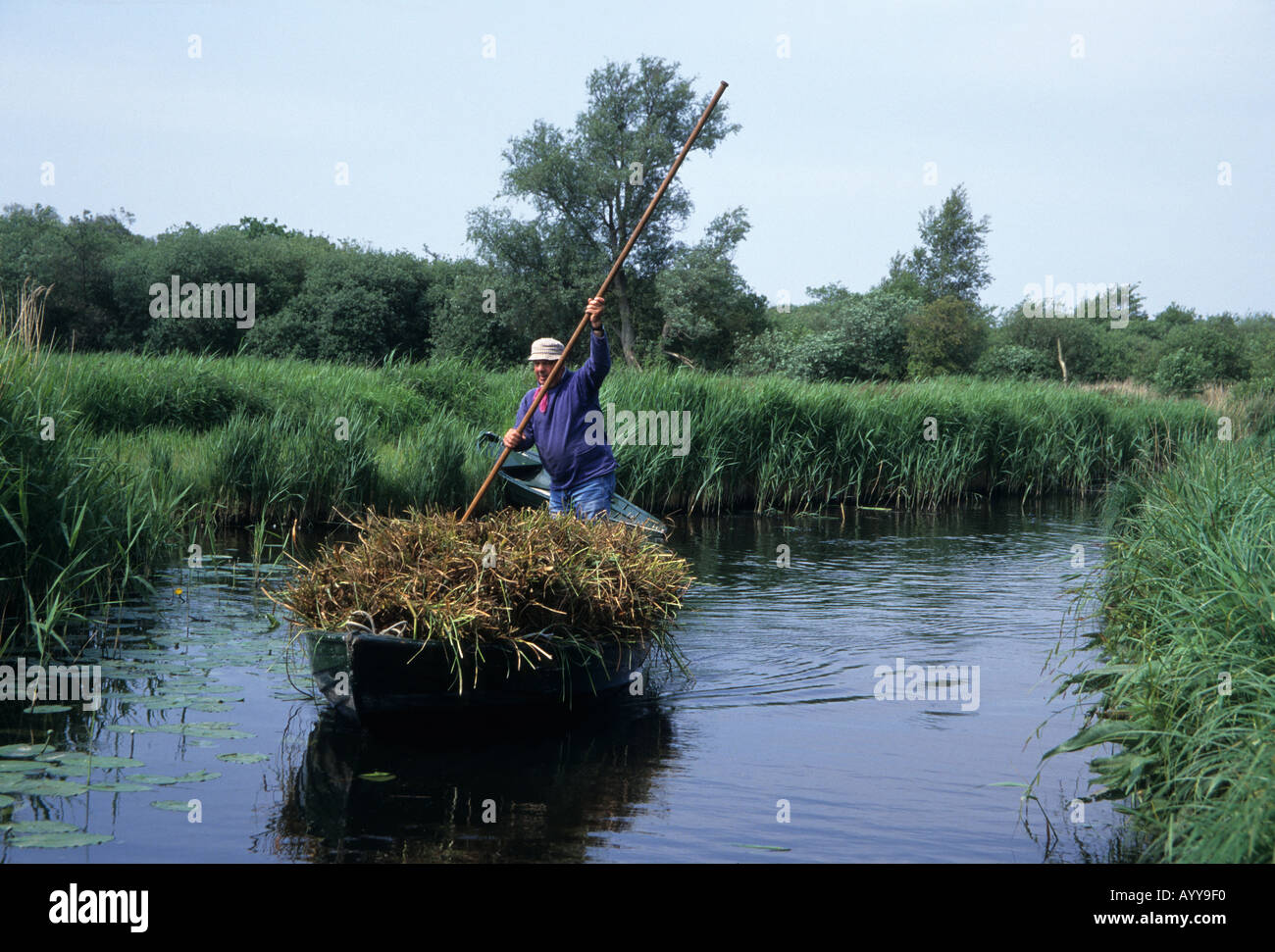 Sedge cutting hi-res stock photography and images - Alamy