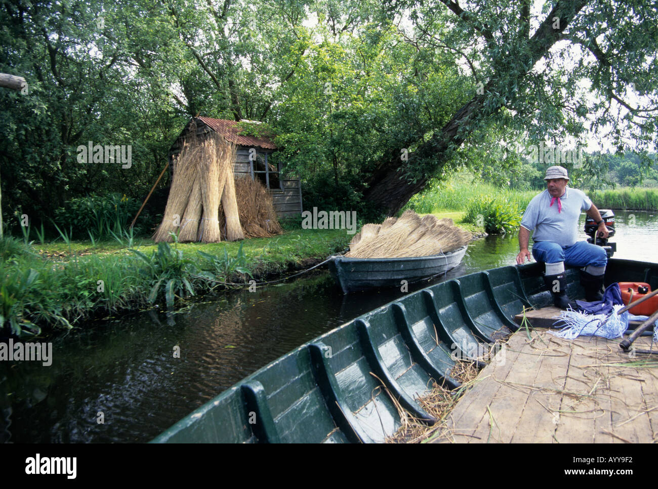 Sedge cutting hi-res stock photography and images - Alamy