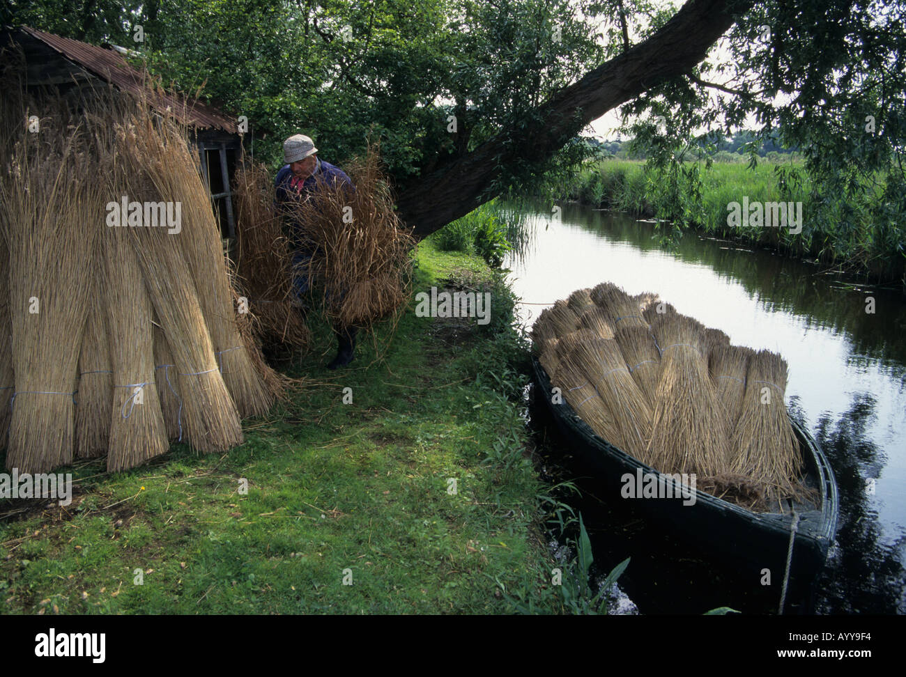 Reed and sedge cutter hi-res stock photography and images - Alamy