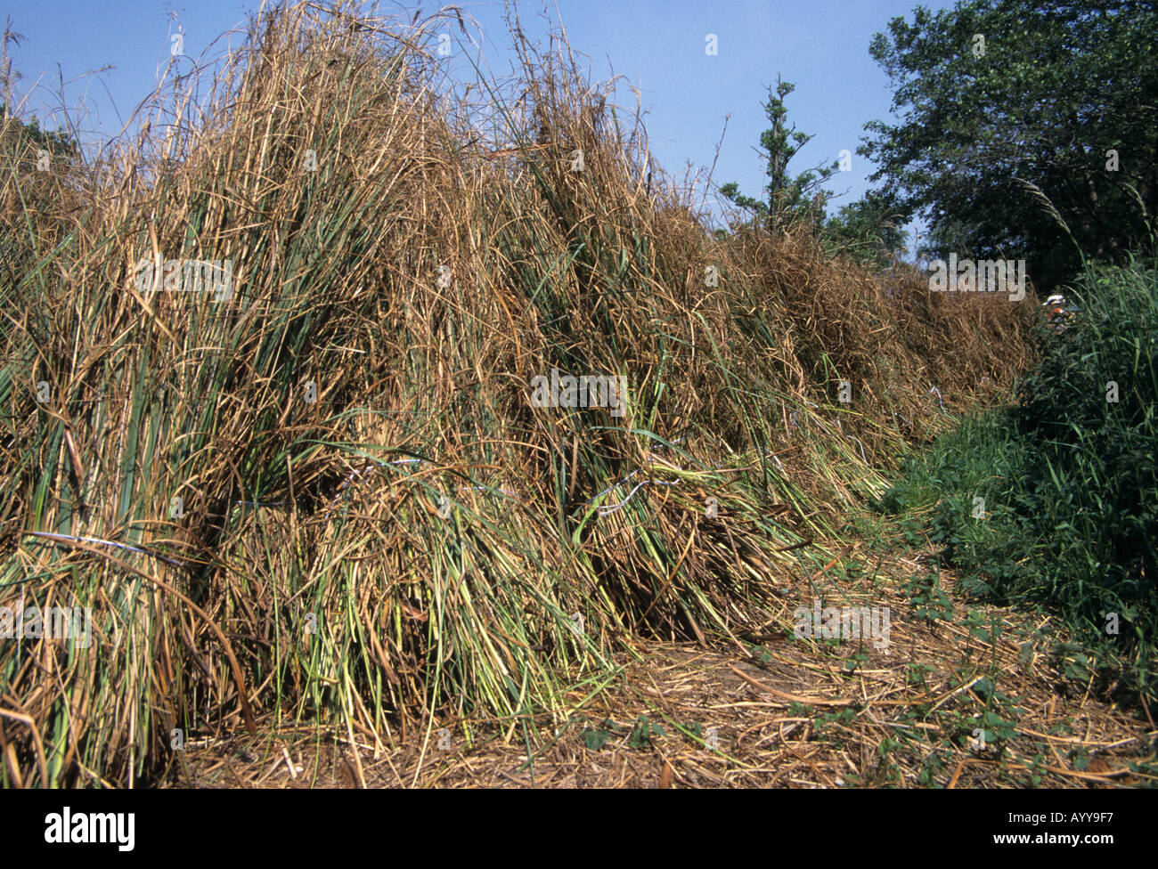 Sedge cutting norfolk hi-res stock photography and images - Alamy
