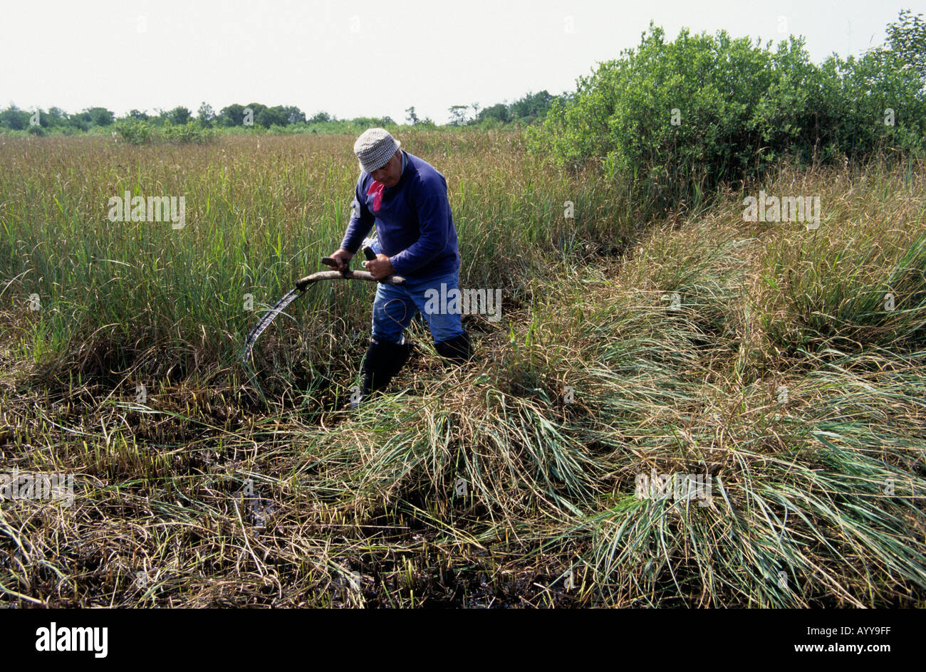 Reed cutting norfolk hi-res stock photography and images - Alamy