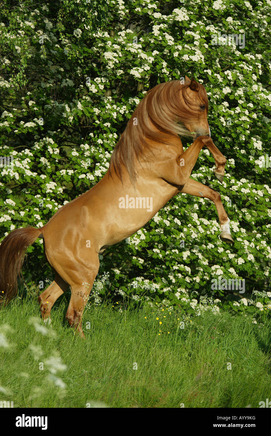 Arabian horse - rearing Stock Photo - Alamy