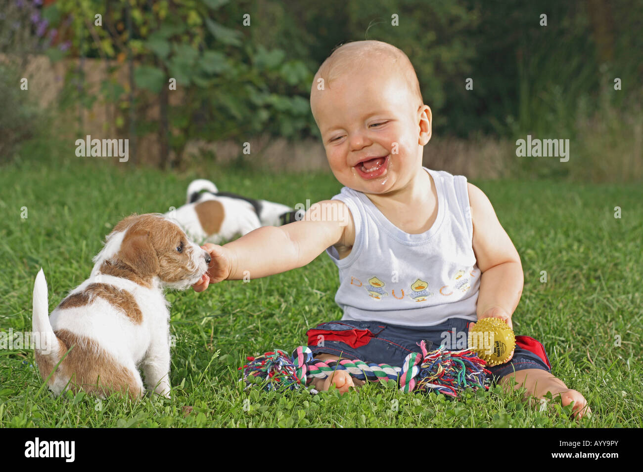 small boy with three Jack Russell Terrier puppies on meadow Stock Photo ...