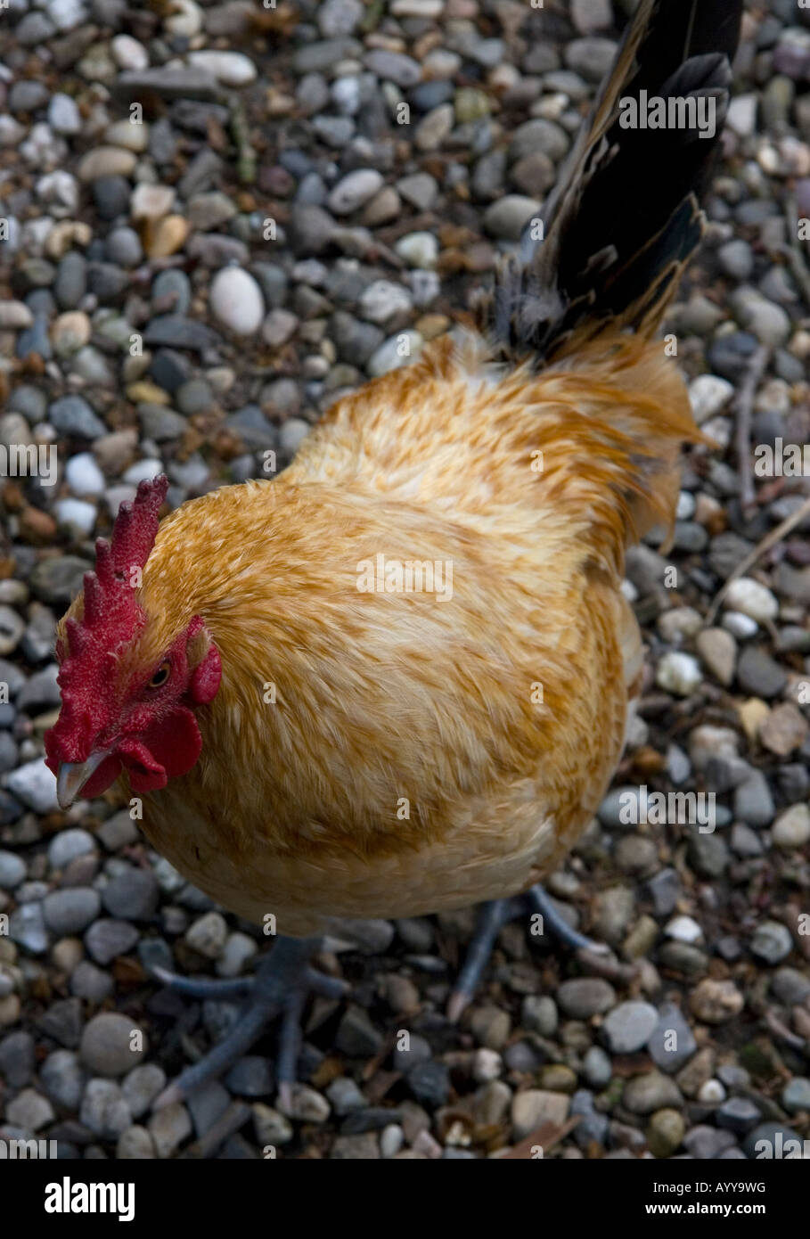 Chickens female bird animals hi-res stock photography and images - Alamy