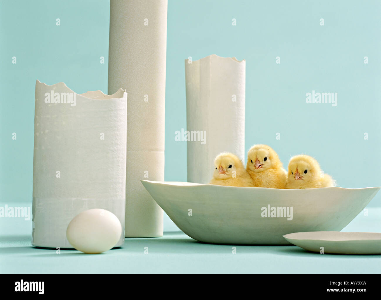 Chick hatching egg hi-res stock photography and images - Alamy