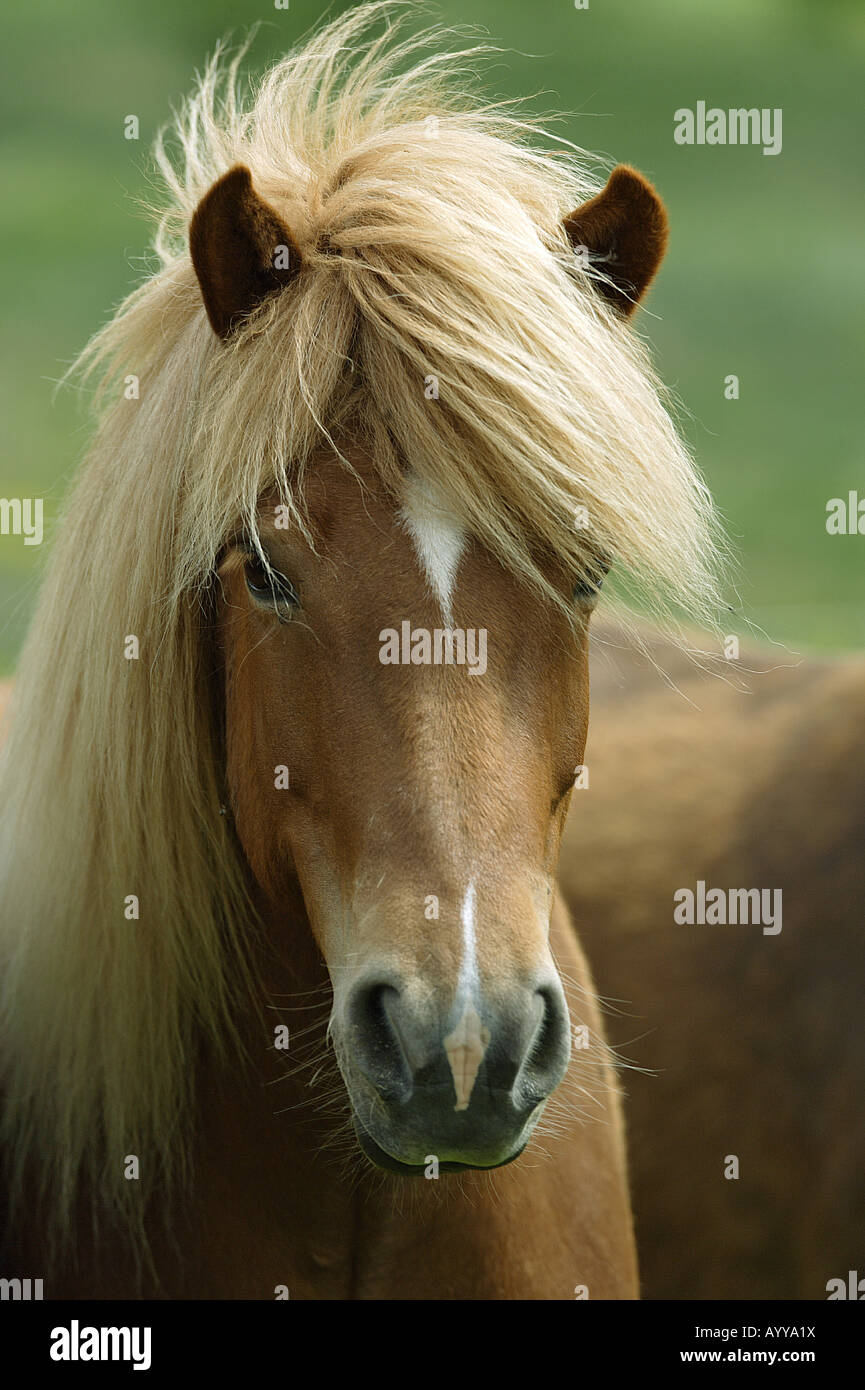 Icelandic horse - portrait Stock Photo - Alamy