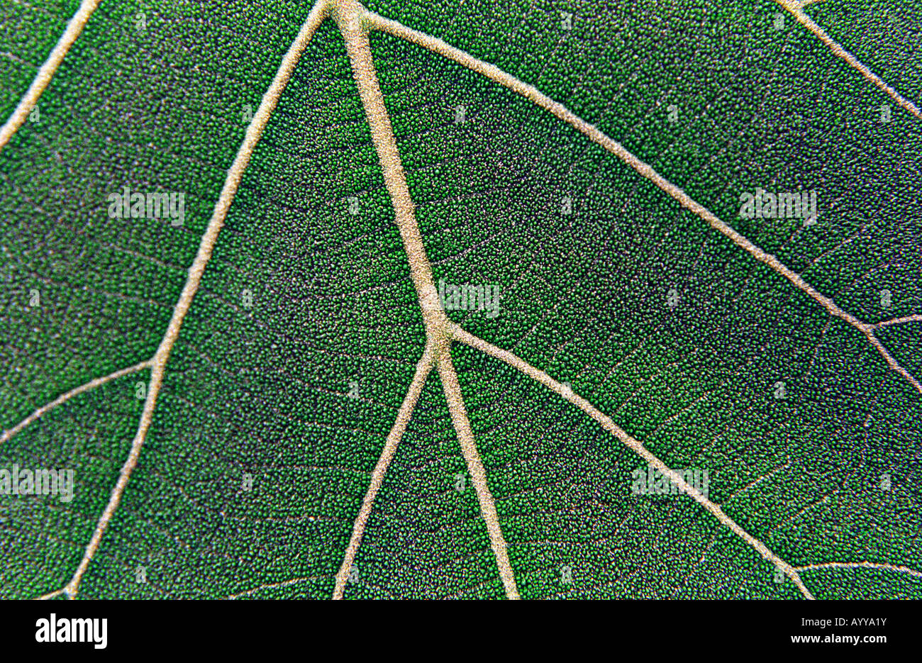 Close up of Teak leaf Stock Photo - Alamy