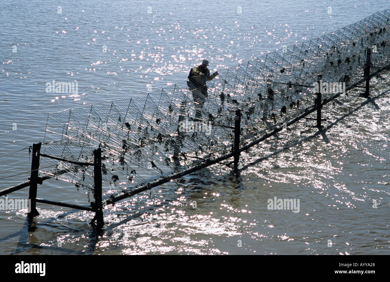 Putcher fishing hi-res stock photography and images - Alamy