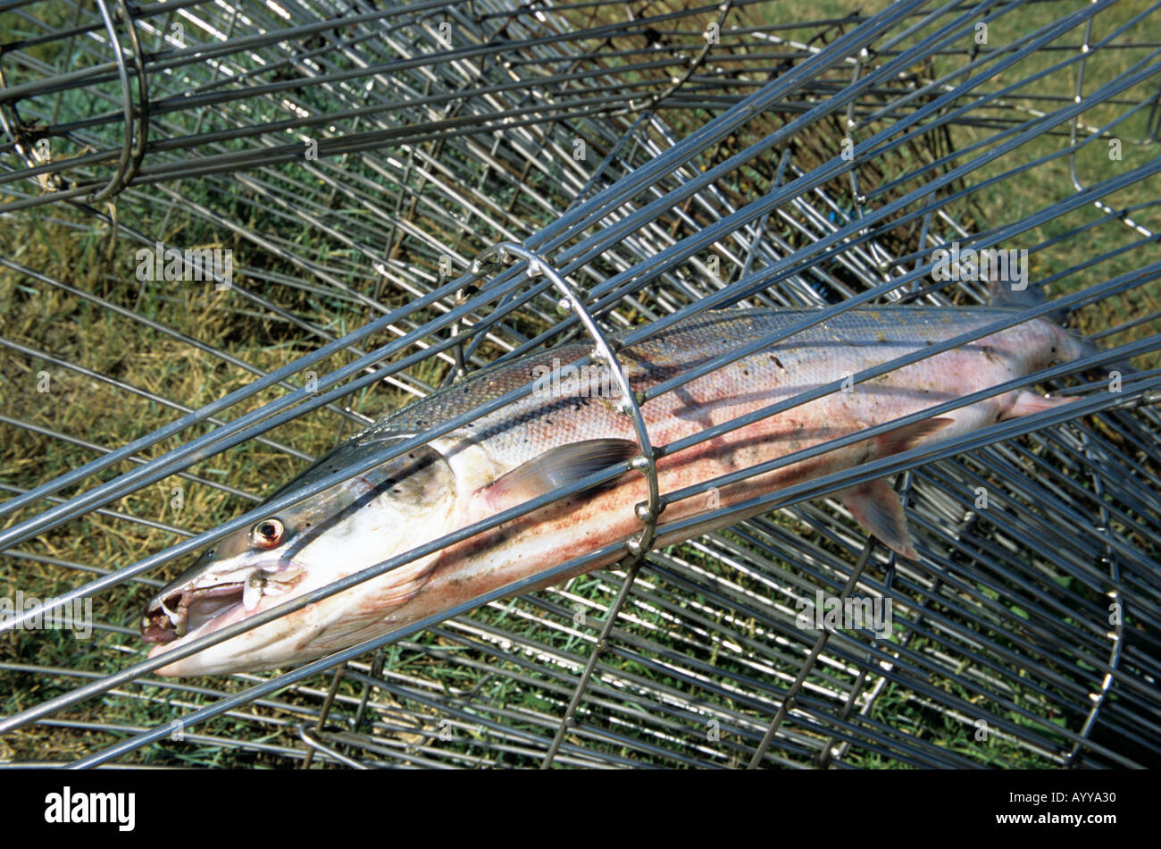 Putcher Fishing High Resolution Stock Photography and Images - Alamy