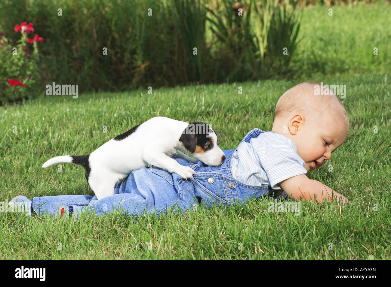 Child jack russell terrier puppies hi-res stock photography and images ...