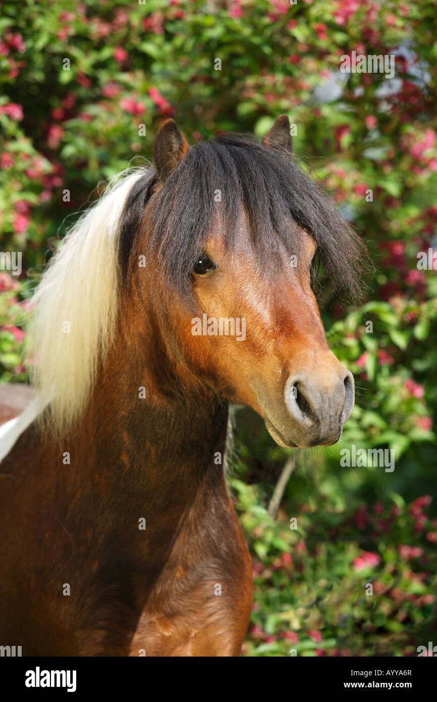 Classic Pony - portrait Stock Photo - Alamy