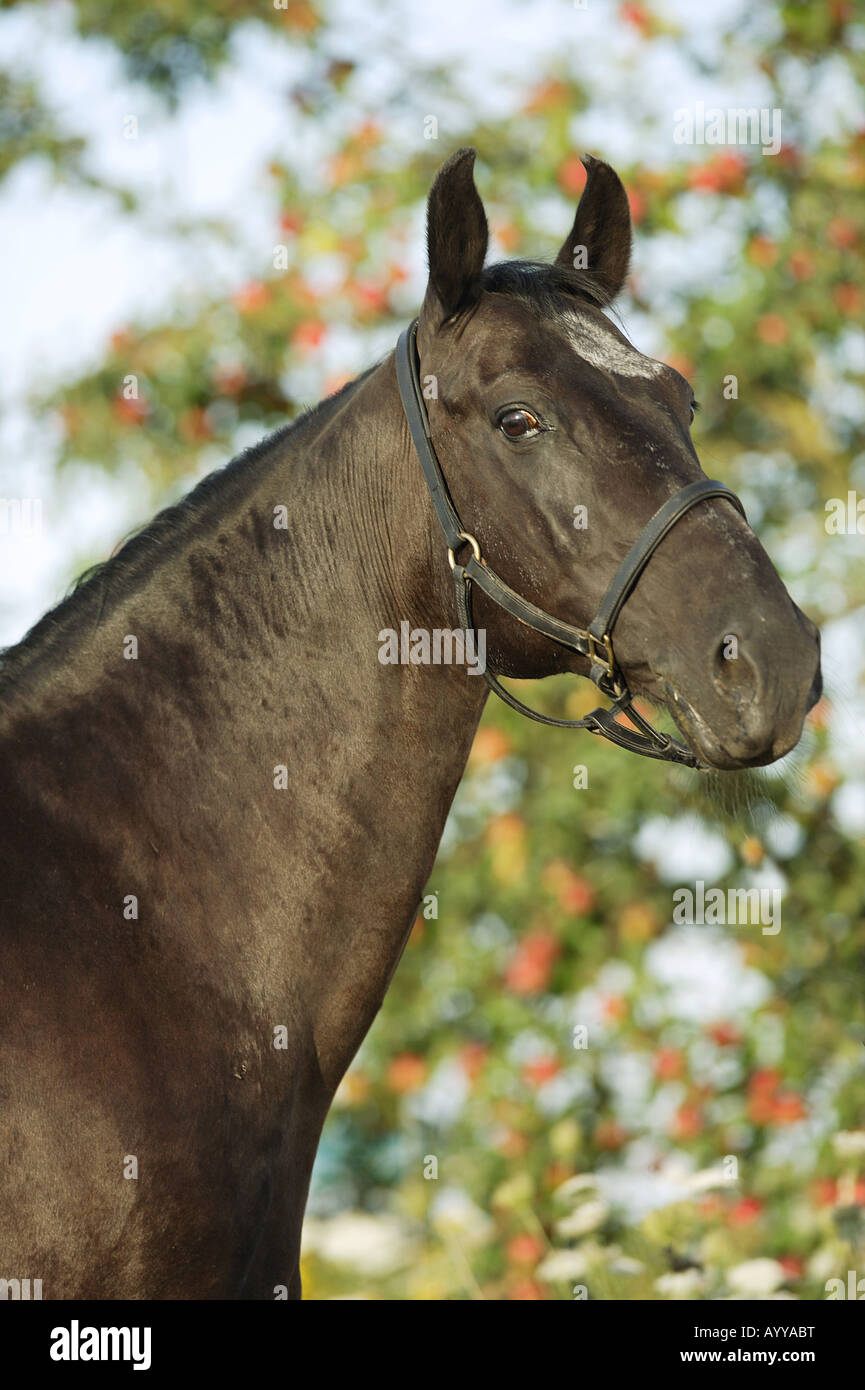 Kabardin Horse. Portrait of adult horse with tack Stock Photo - Alamy