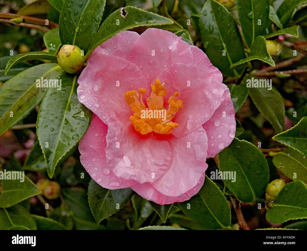 Pink Camellia flower with raindrops Stock Photo - Alamy