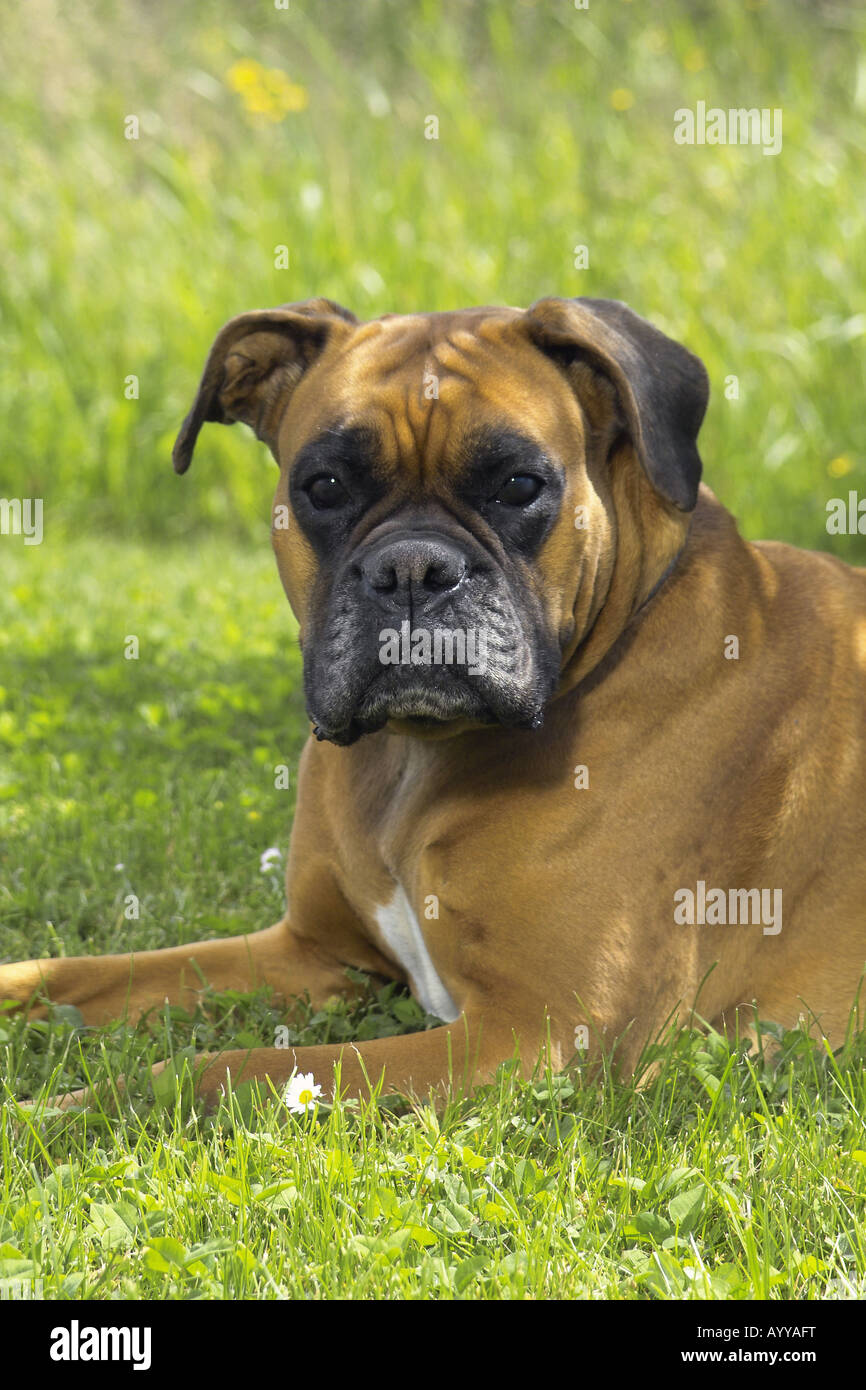 Boxer - lying on meadow Stock Photo - Alamy