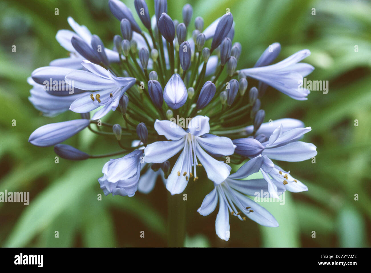 bell Agapanthus, African Blue Bell (Agapanthus campanulatus ...