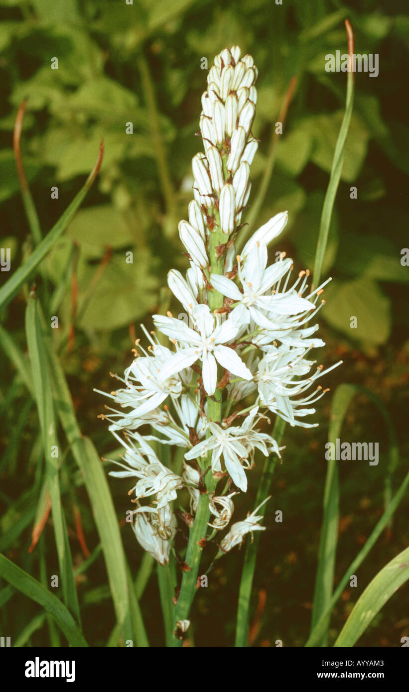white asphodel (Asphodelus albus), inflorescence Stock Photo - Alamy