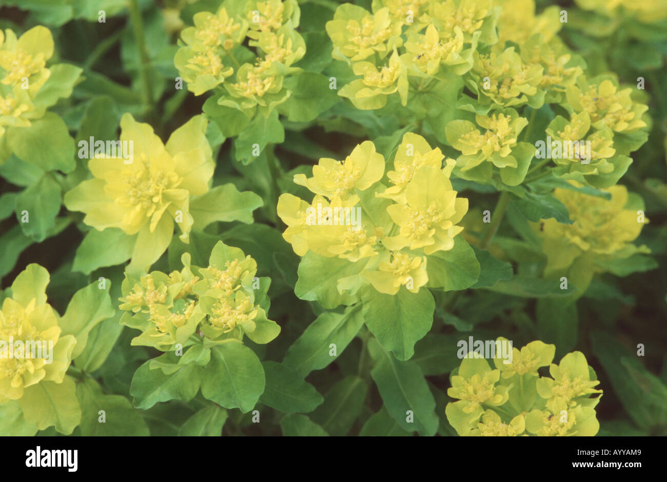 Cushion spurge euphorbia polychroma hi-res stock photography and images ...