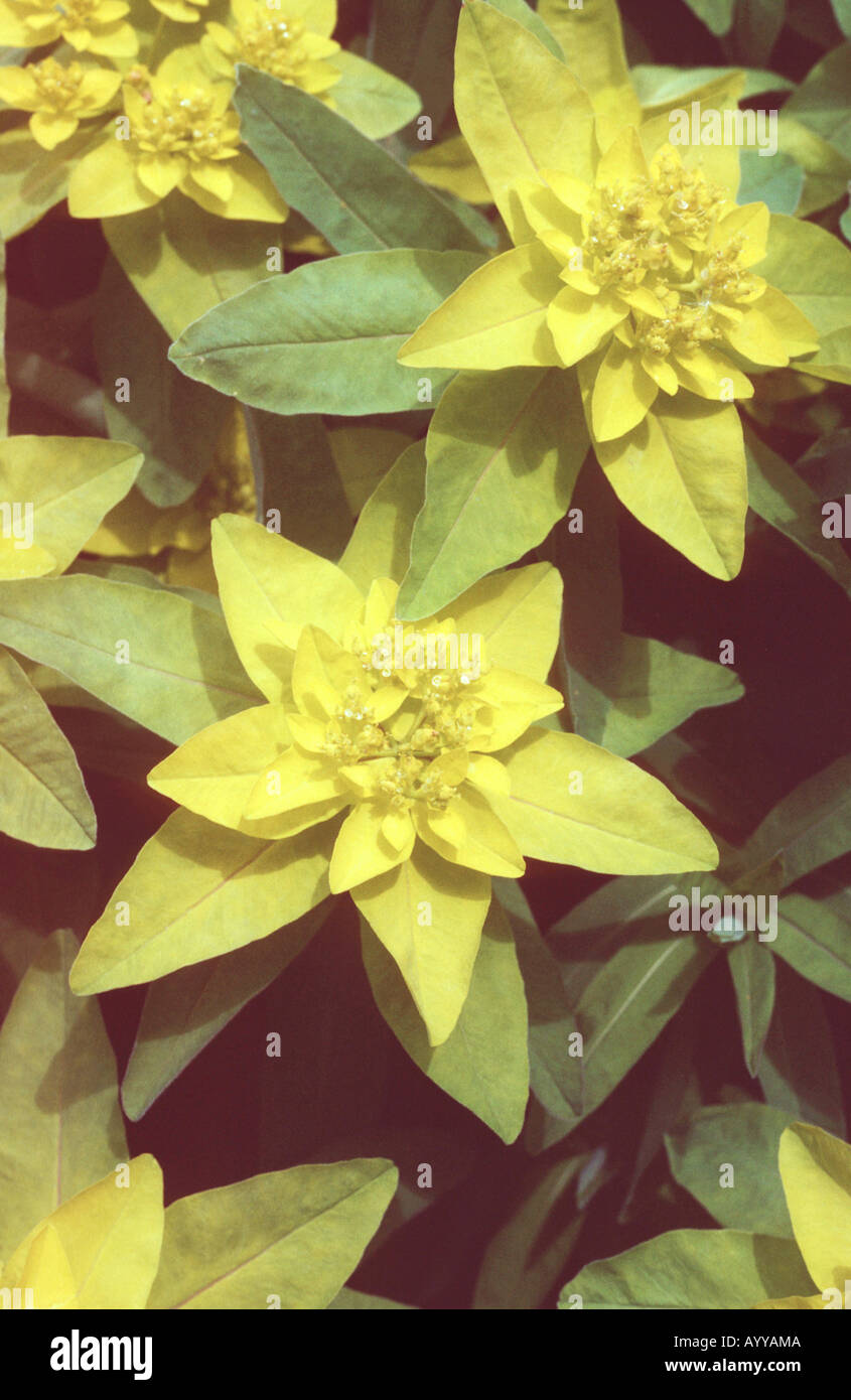 Cushion spurge euphorbia polychroma hi-res stock photography and images ...