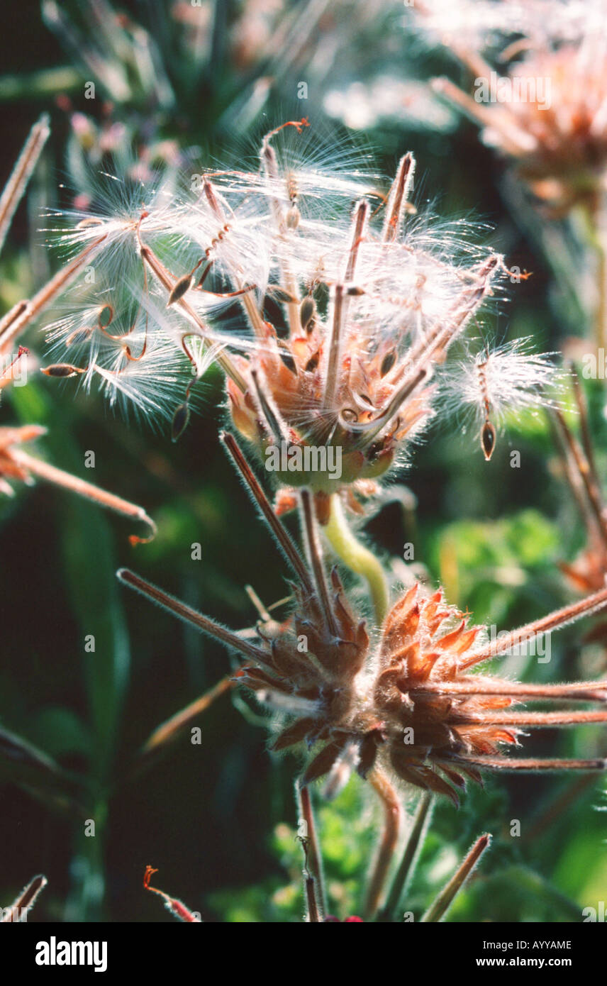 Pelargonium atomic snowflake hi-res stock photography and images - Alamy