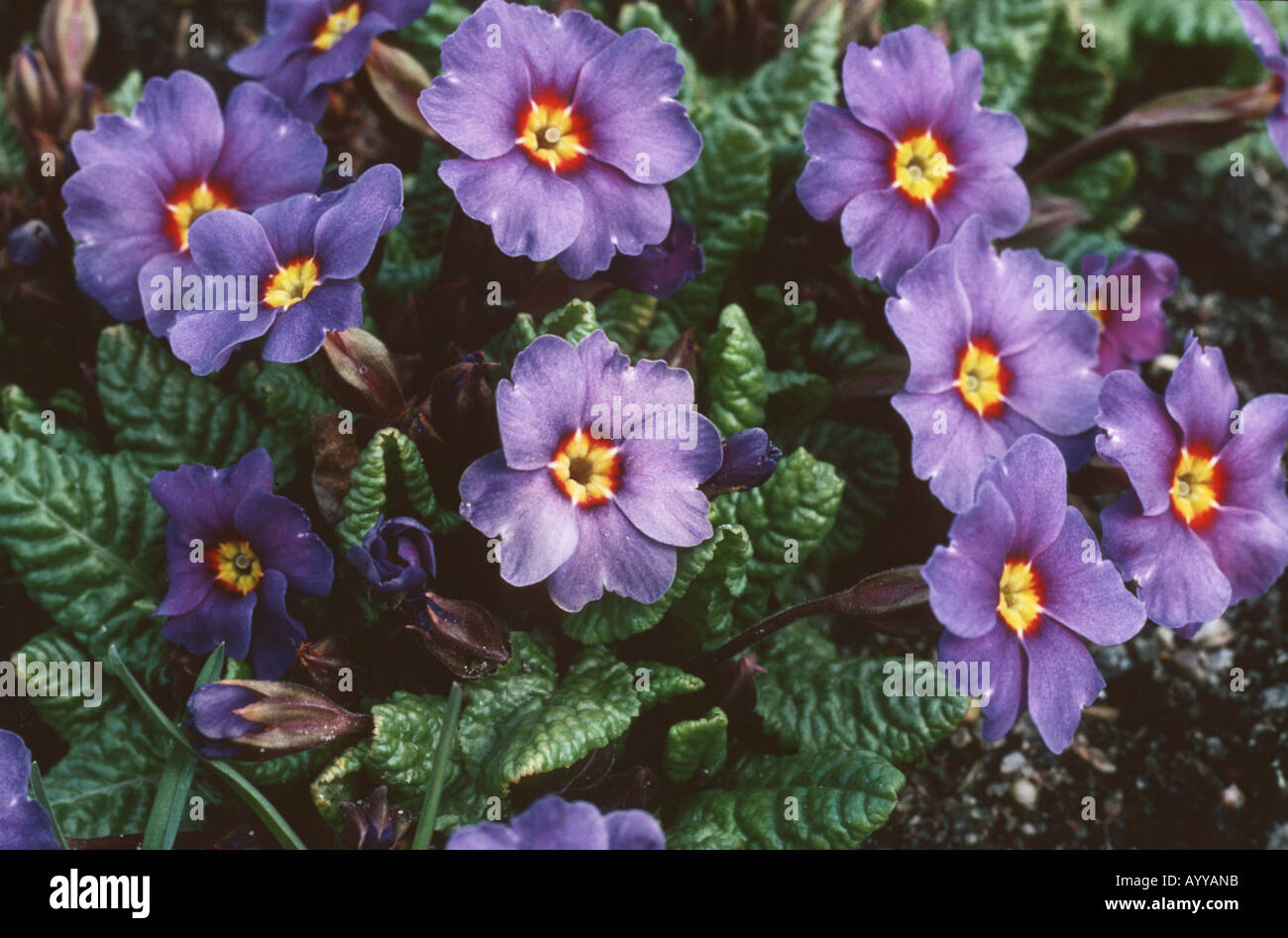 Purple Primrose (Primula juliae-Hybride), blooming Stock Photo - Alamy
