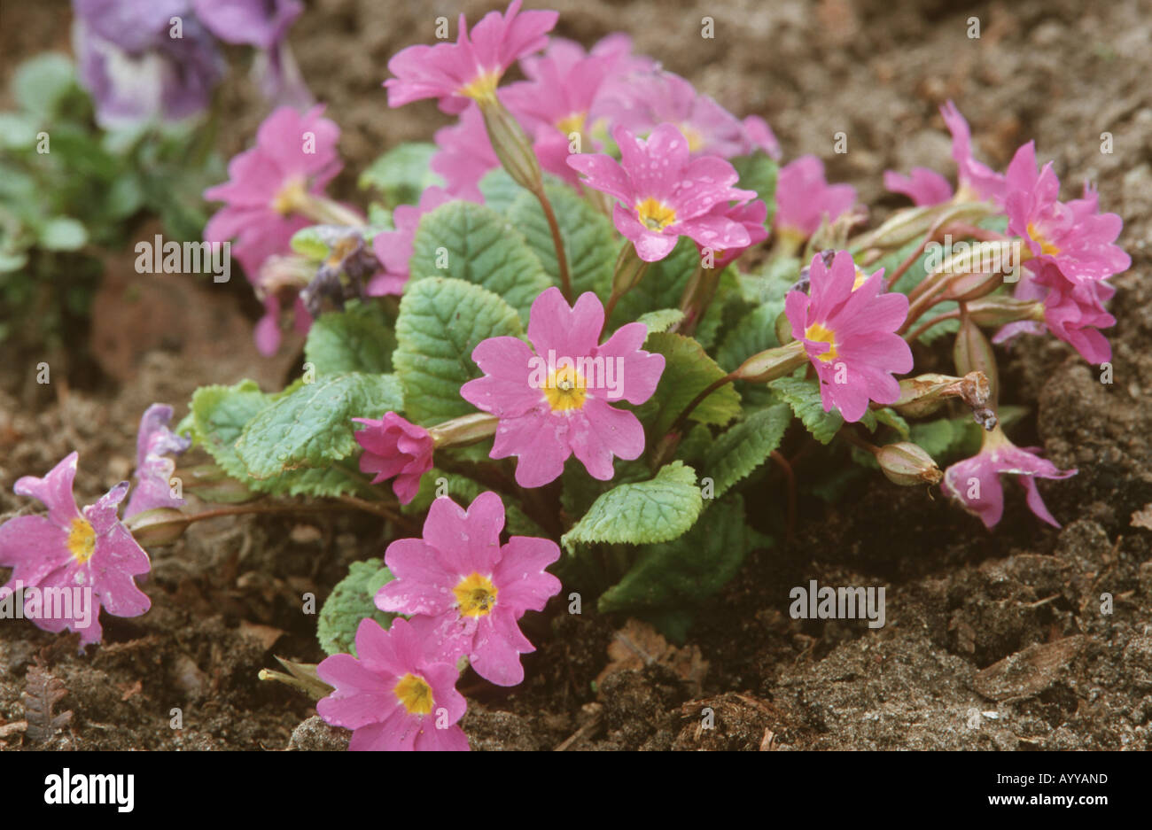 true English primrose (Primula acaulis, Primula vulgaris), blooming ...