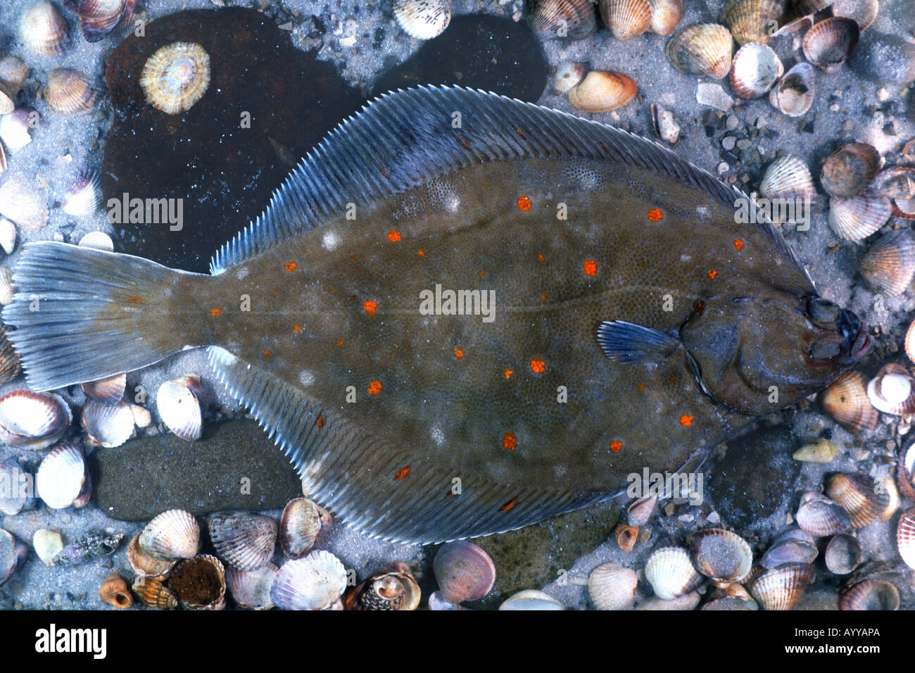 plaice, European plaice (Pleuronectes platessus), at the seabottom ...