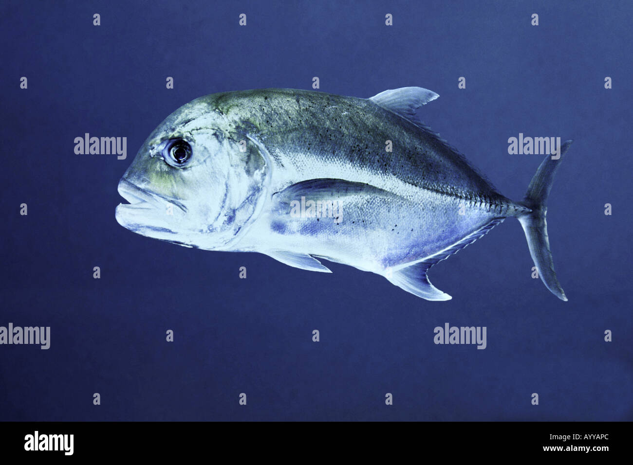 Decapterus High Resolution Stock Photography and Images - Alamy
