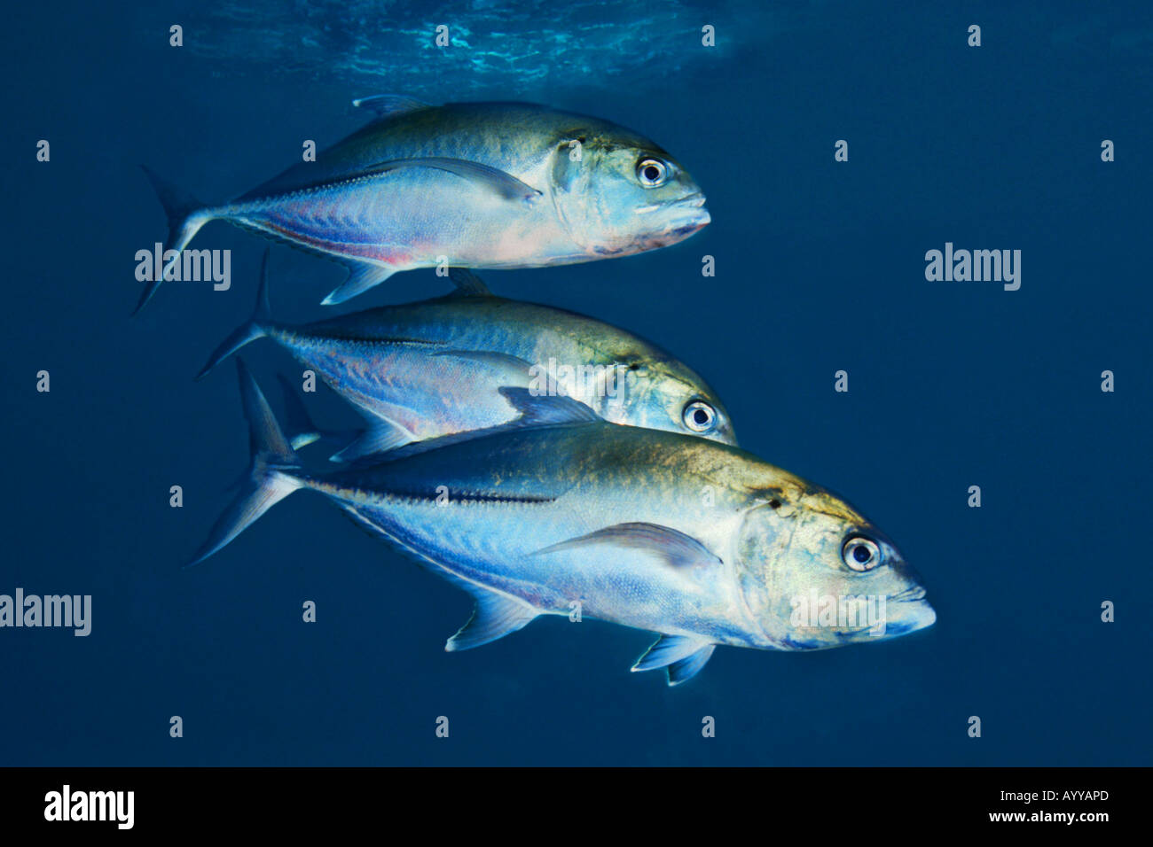 scad (Decapterus spec.), three animals side by side Stock Photo - Alamy