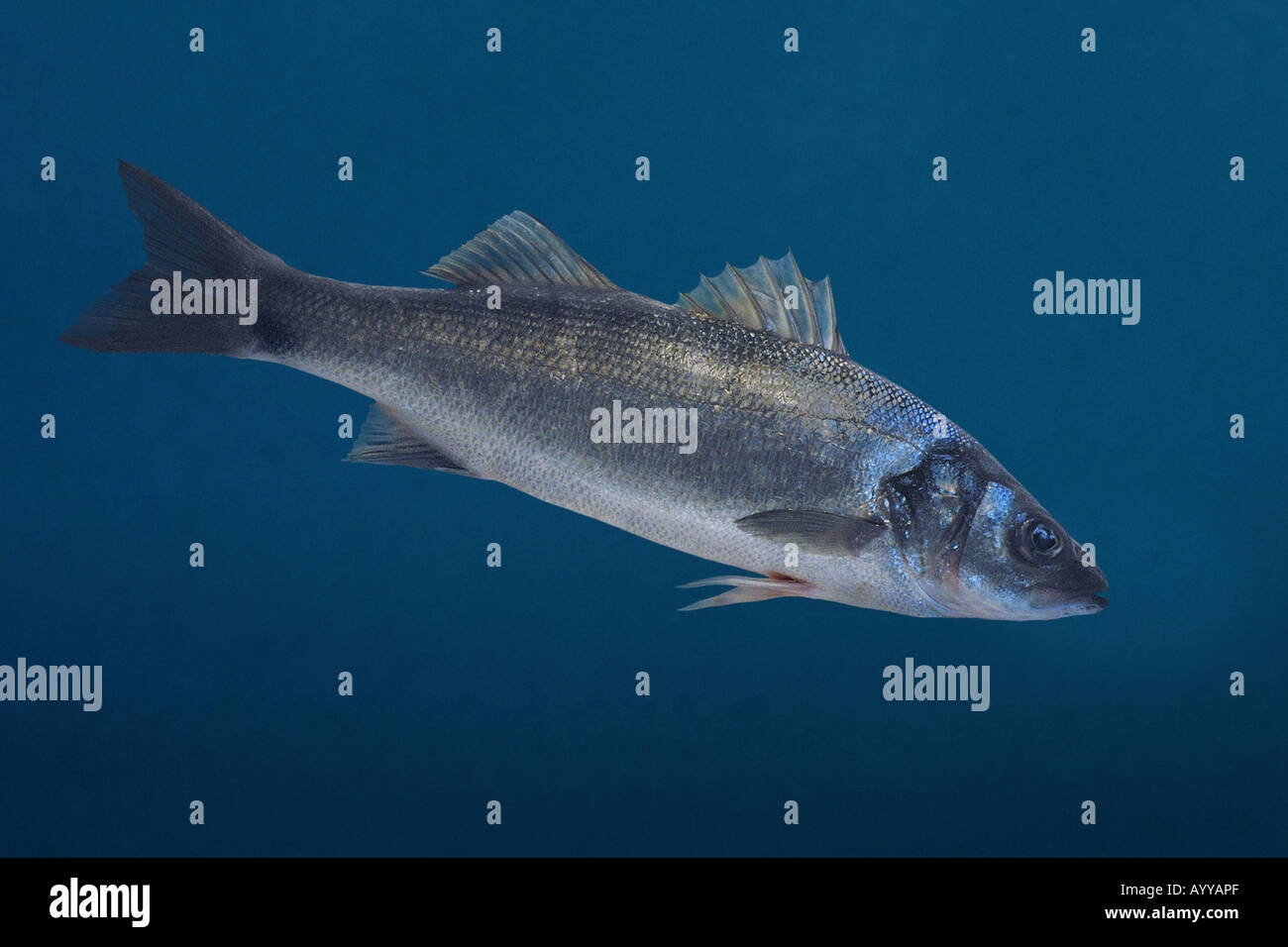 bass, sea bass, European seabass (Roccus labrax, Dicentrarchus labrax ...