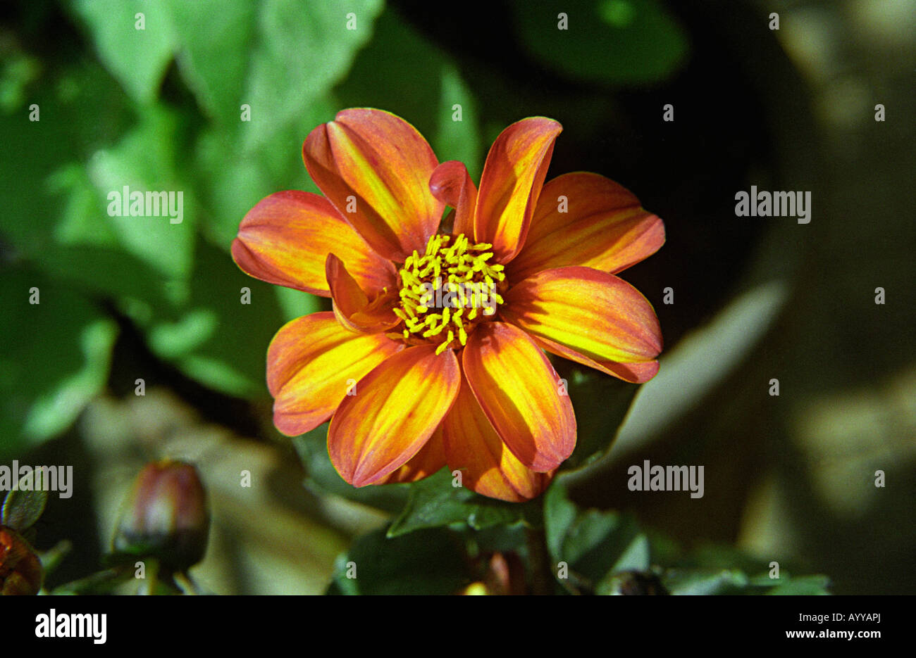 Zenia flower hi-res stock photography and images - Alamy
