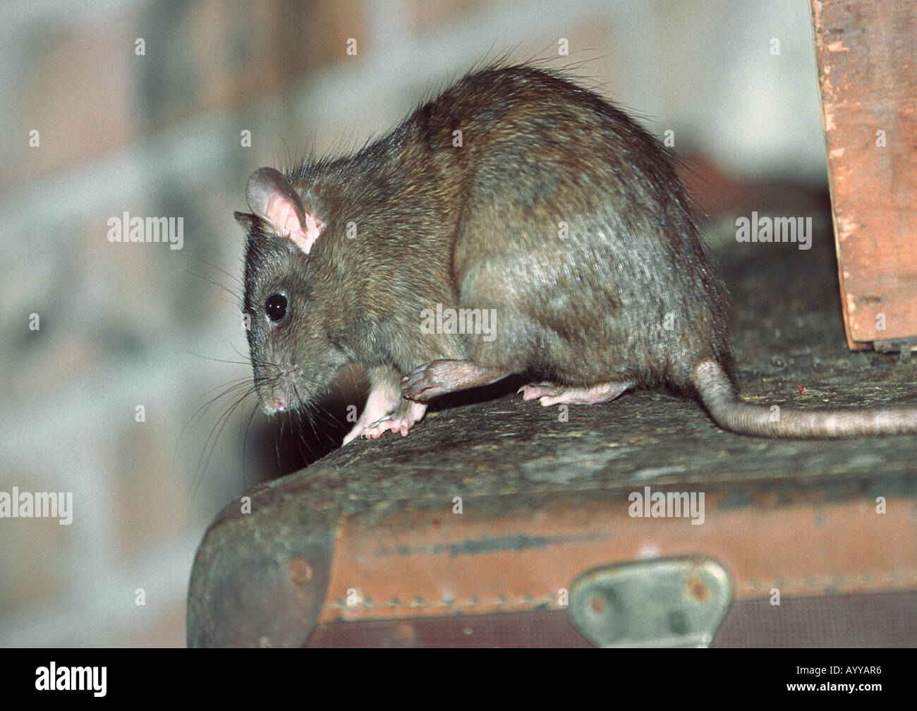 black rat, roof rat, house rat, ship rat (Rattus rattus), on an old ...