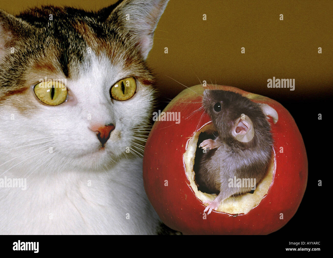 Cat waiting mouse hi-res stock photography and images - Alamy