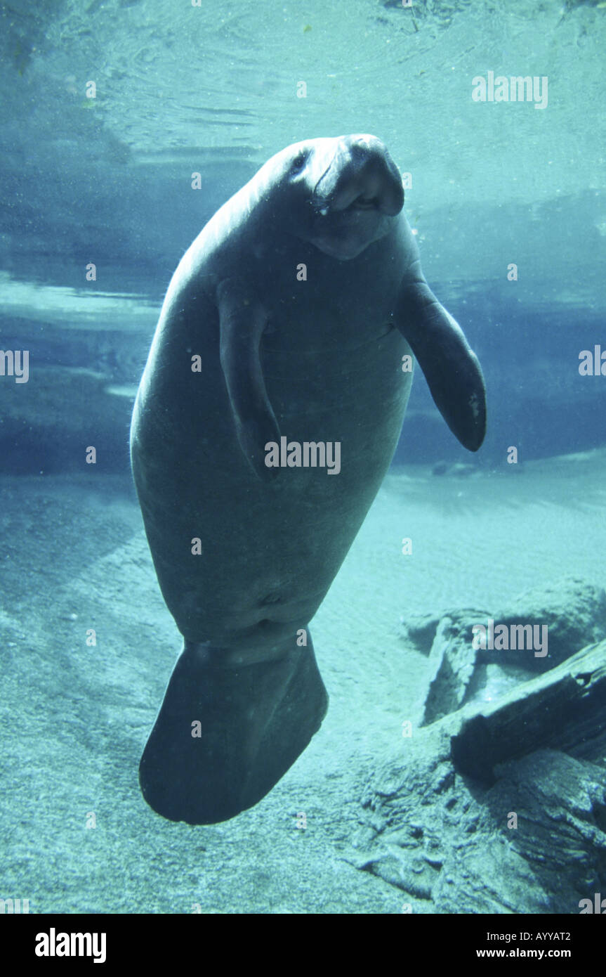 West Indian manatee, Florida manatee, Caribbean manatee, Antillean ...