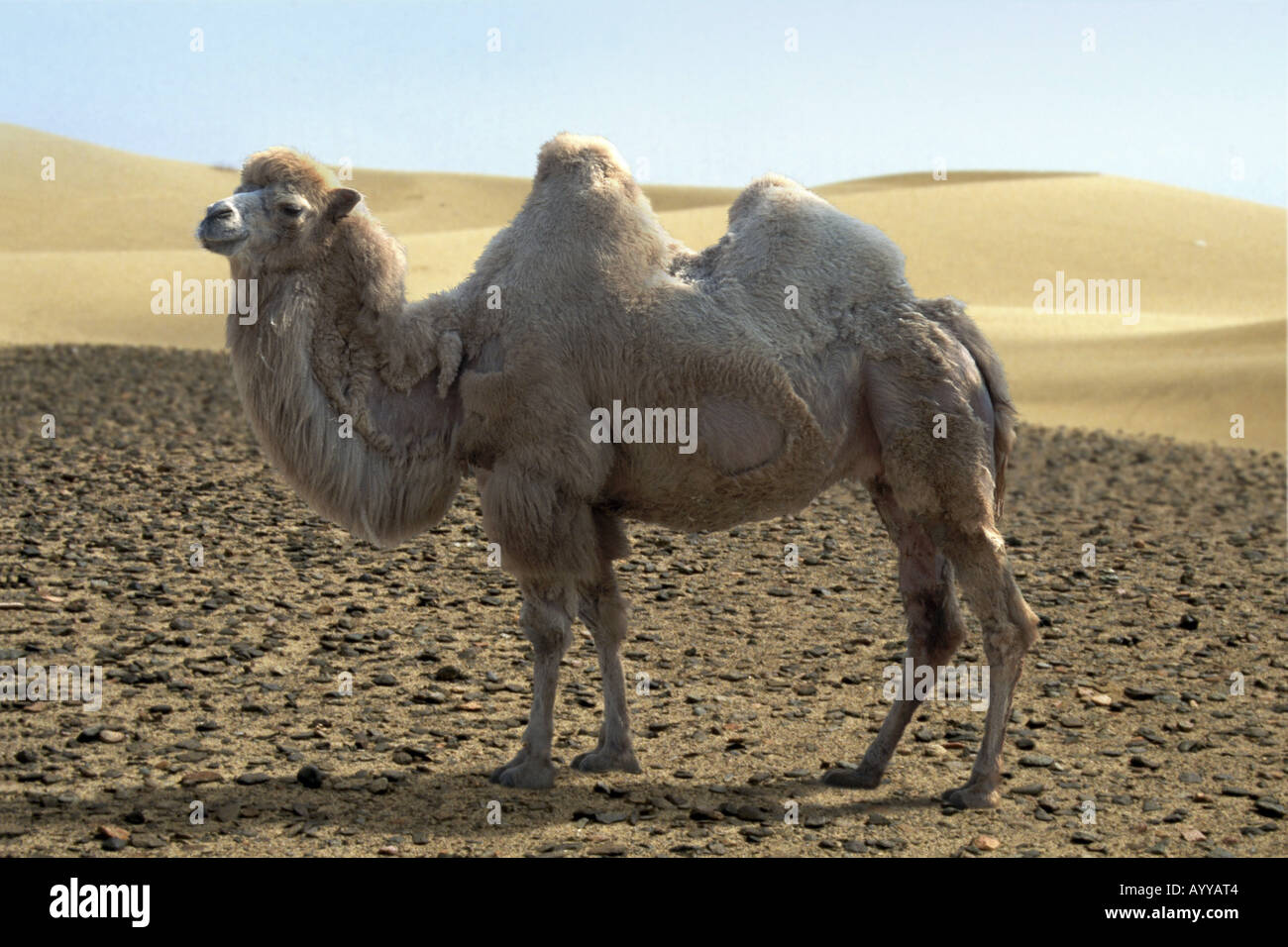 Bactrian camel, two-humped camel (Camelus bactrianus), standing in a ...