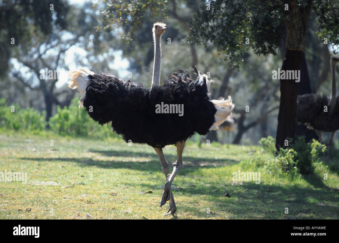ostrich (Struthio camelus), running over a meadow, largest ratite Stock ...