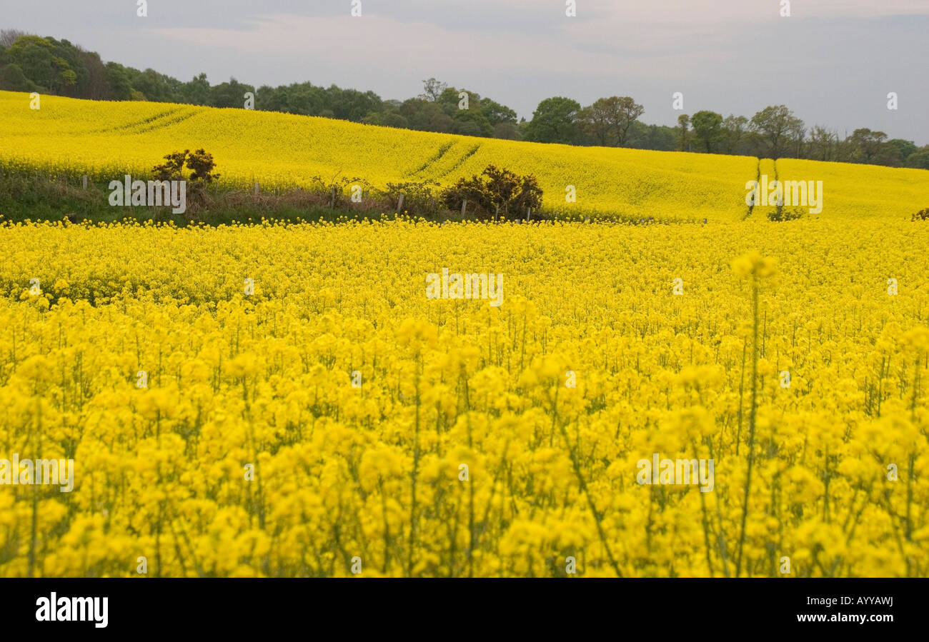 Scottish rapeseed hi-res stock photography and images - Alamy