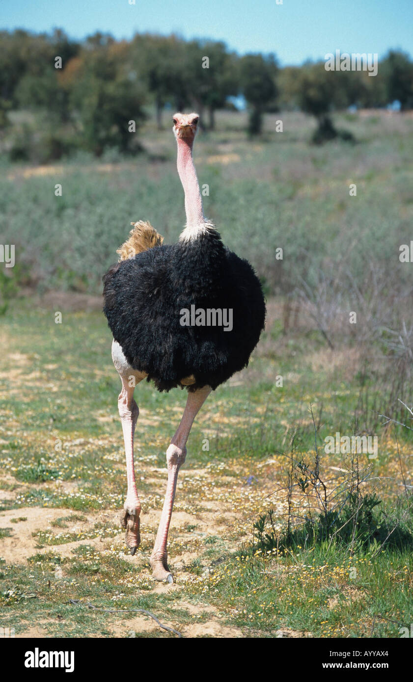 ostrich (Struthio camelus), cock, largest ratite of the world Stock ...