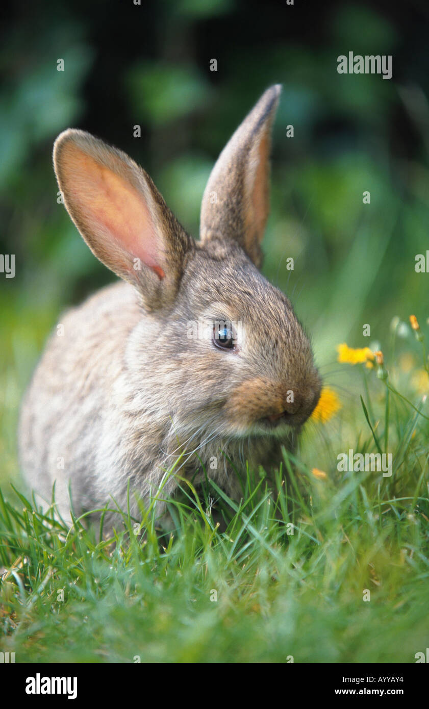 domestic rabbit (Oryctolagus cuniculus f. domestica), sitting on meadow ...