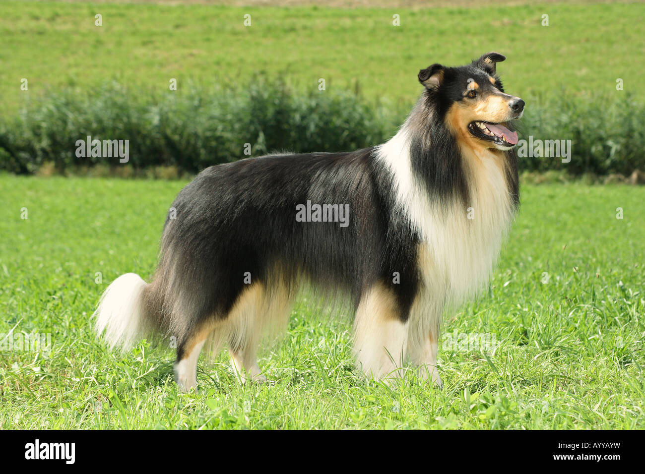 Collie - standing on meadow Stock Photo - Alamy