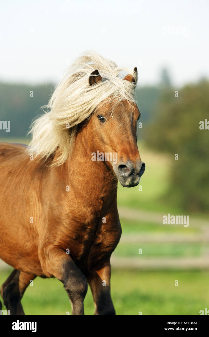 Classic Pony on meadow Stock Photo - Alamy