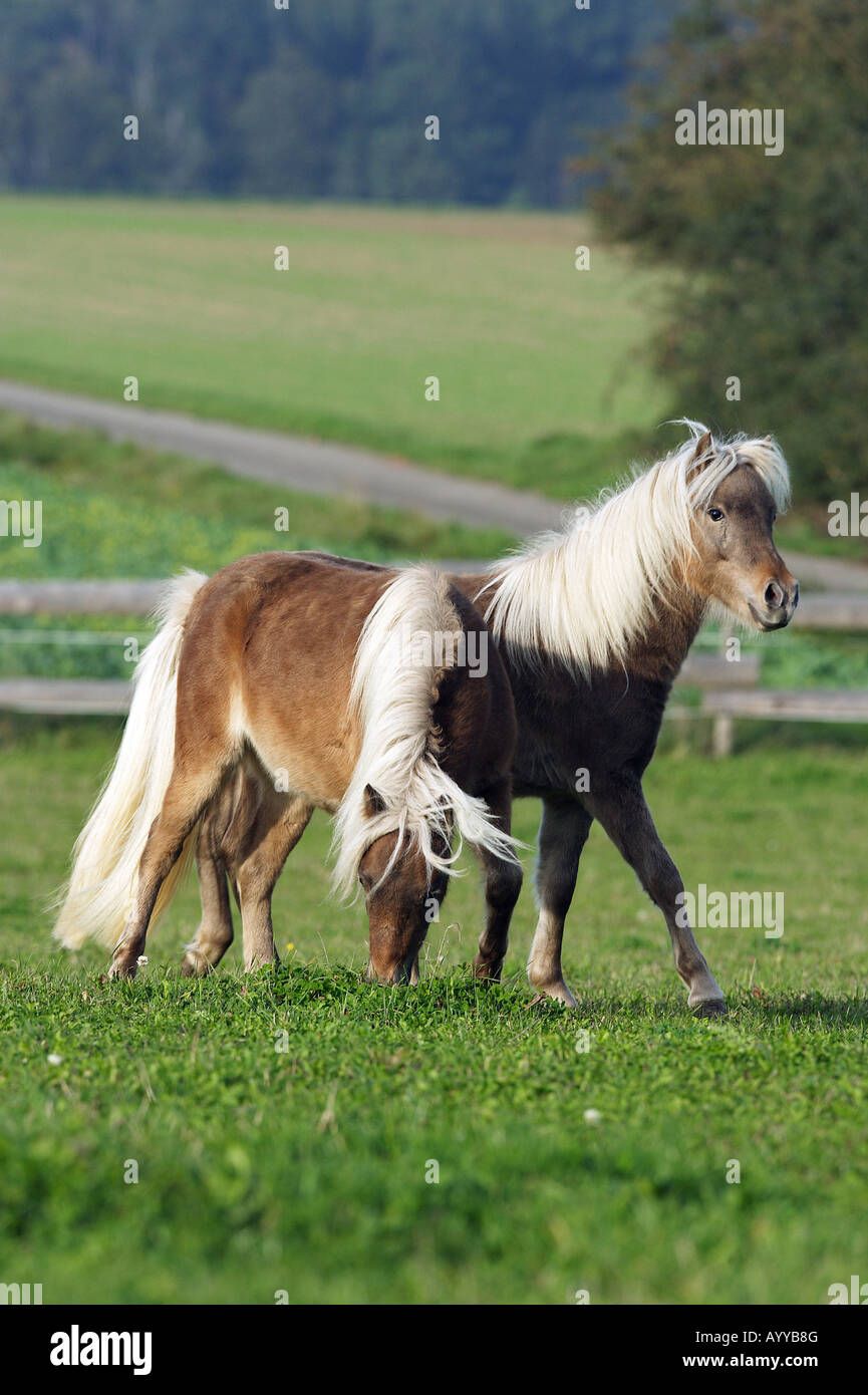 two young Classic Ponys on meadow Stock Photo - Alamy