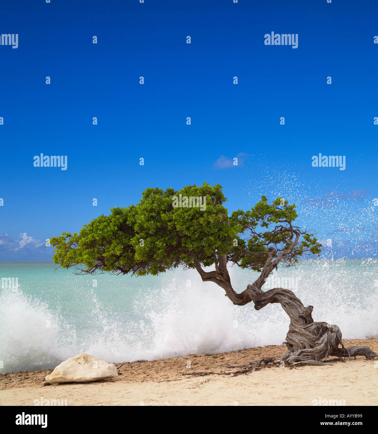 Divi Divi Tree Eagle Beach Aruba Caribbean Stock Photo - Alamy