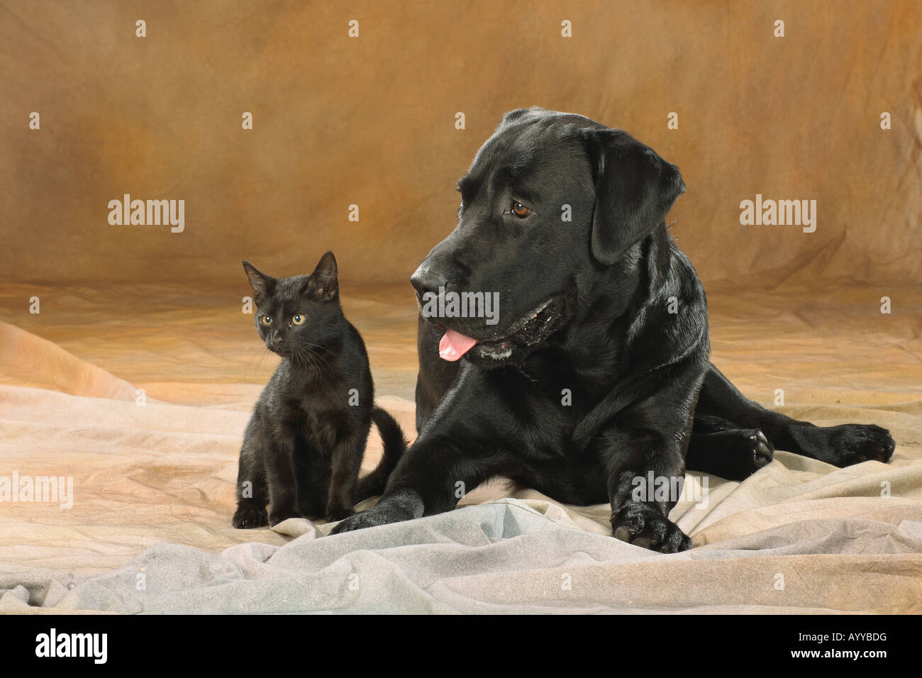 Labrador Retriever and kitten Stock Photo - Alamy