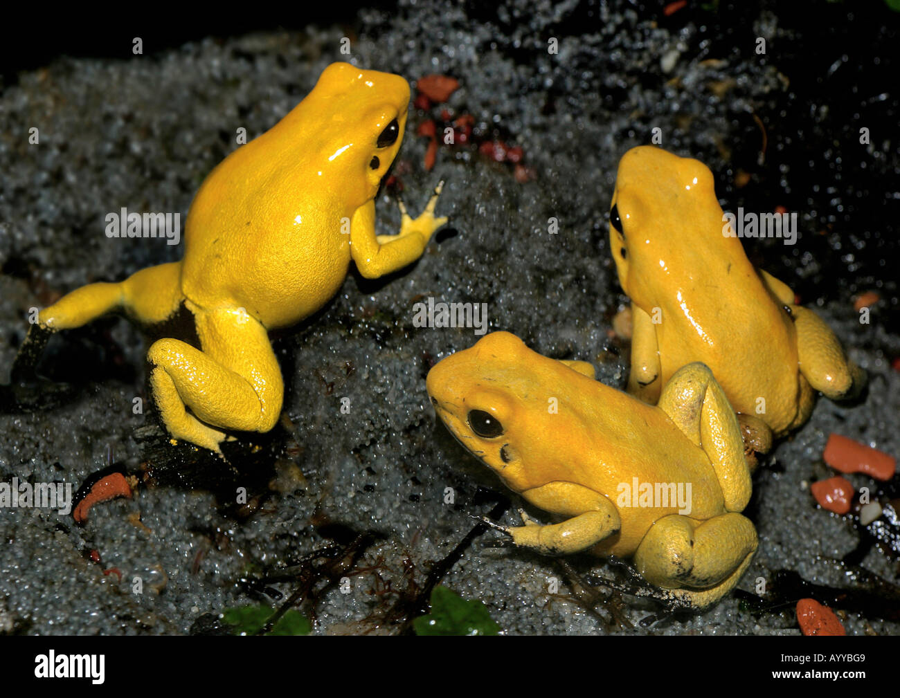 golden poison frog (Phyllobates terribilis Stock Photo - Alamy
