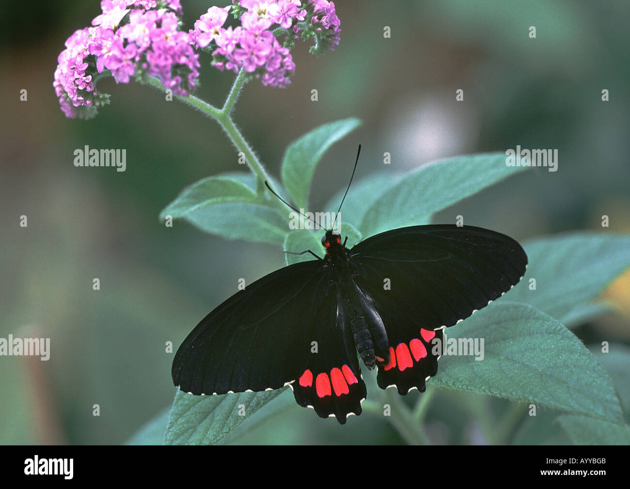 tropical rainforest Parides panthonus Stock Photo - Alamy