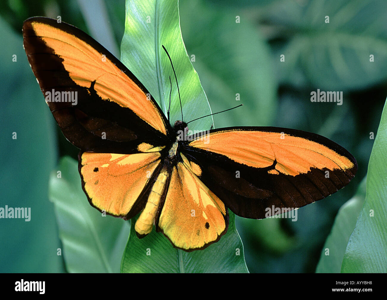 tropical rainforest, Papua New Guinea Croesus wallace Stock Photo - Alamy