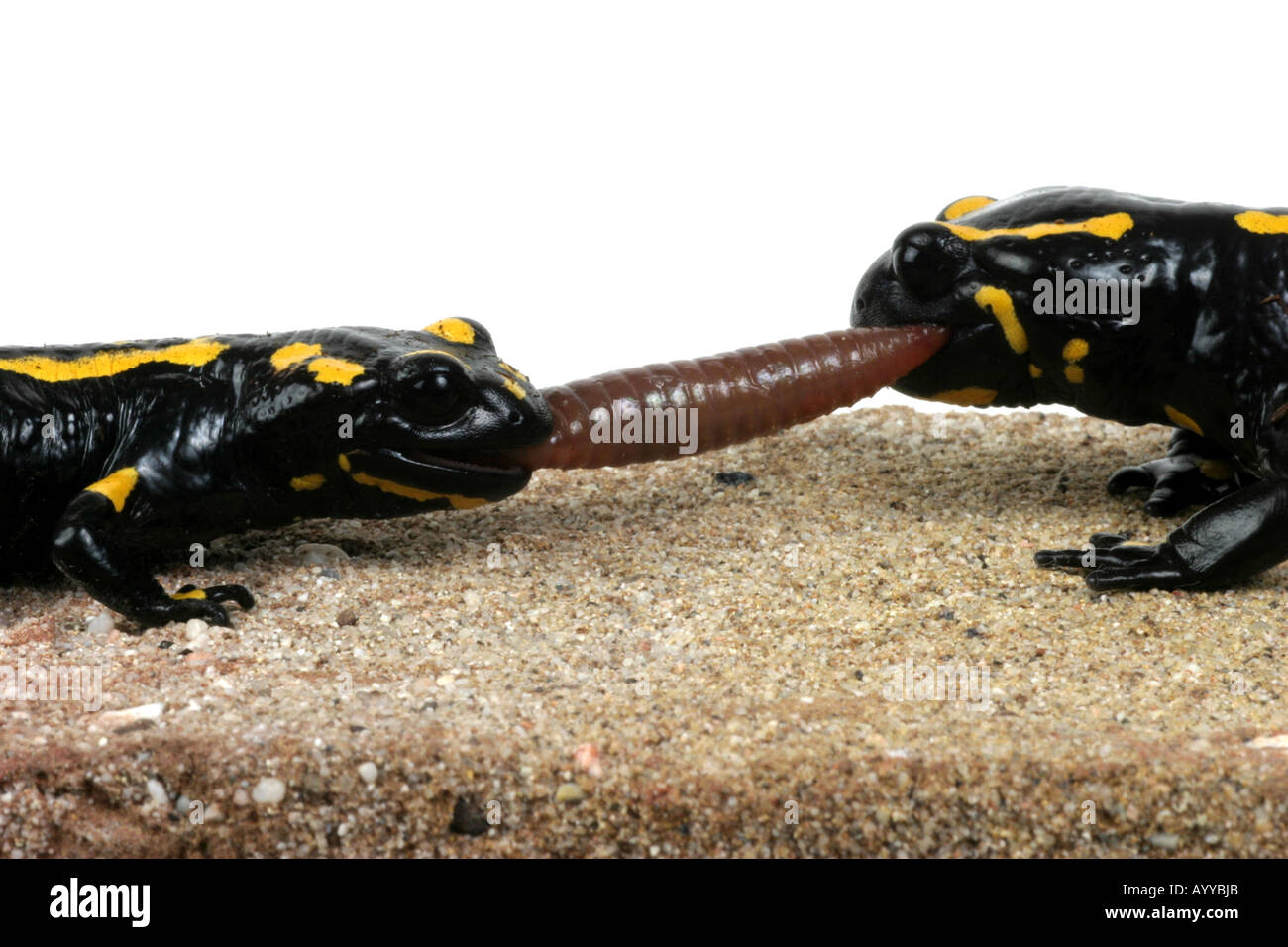 Worm salamanders hi-res stock photography and images - Alamy